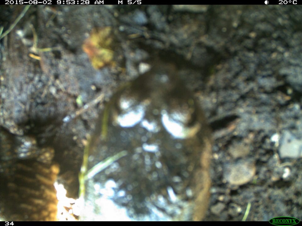 Wildlife Monitoring (Drainage Culverts) | eco-kare international