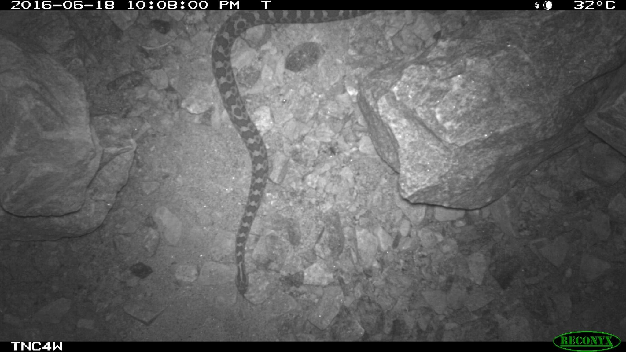 Wildlife Monitoring (Highway 69 Reptiles) | eco-kare international