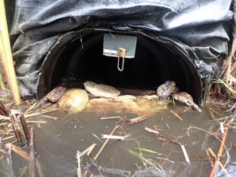 Wildlife Monitoring (Drainage Culverts) | eco-kare international