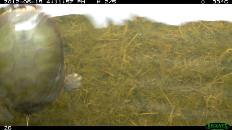 Wildlife Monitoring (Drainage Culverts) | eco-kare international